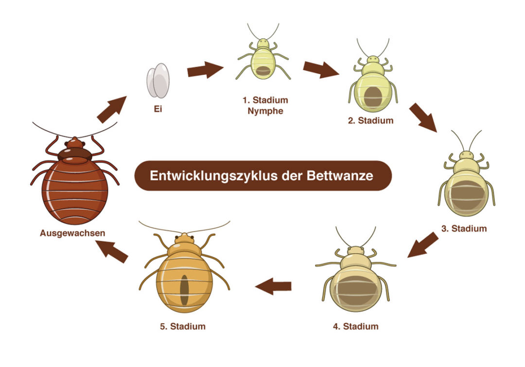 Bettwanzen erkennen + bekämpfen - Typische Anzeichen für bettwanzen